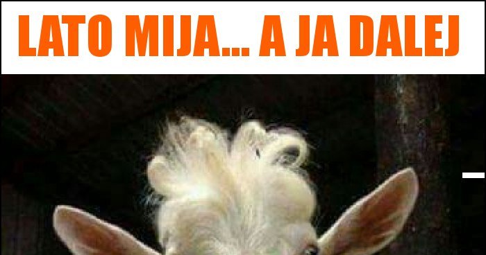 Lato mija... a ja dalej memy, gify i śmieszne obrazki facebook, tapety ...