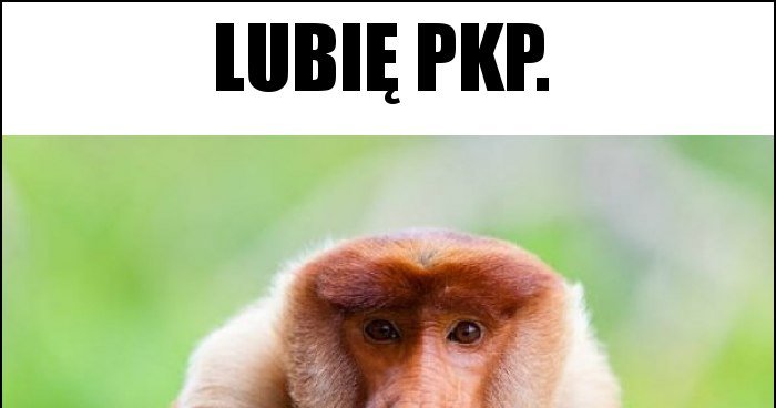 Lubię PKP. memy, gify i śmieszne obrazki facebook, tapety, demotywatory ...