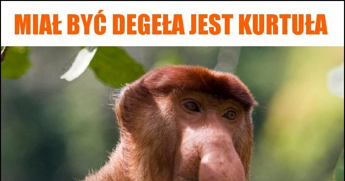 Miał być DEGEŁA jest kurtuła memy, gify i śmieszne obrazki facebook ...