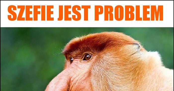 szefie jest problem memy, gify i śmieszne obrazki facebook, tapety ...