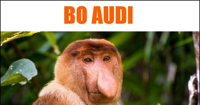 Bo Audi memy, gify i śmieszne obrazki facebook, tapety, demotywatory ...