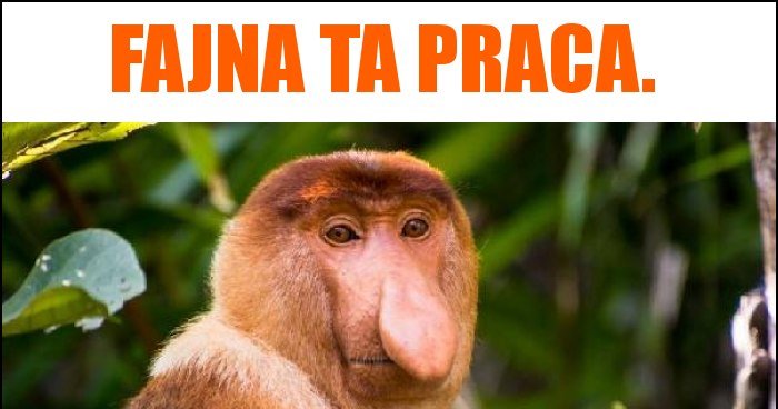 FAJNA TA PRACA. memy, gify i śmieszne obrazki facebook, tapety ...