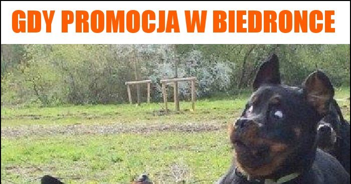 gdy promocja w biedronce memy, gify i śmieszne obrazki facebook, tapety ...