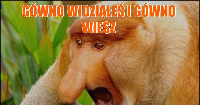 Gówno widziałeś i gówno wiesz memy, gify i śmieszne obrazki facebook ...