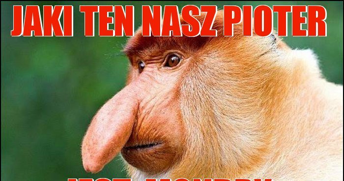Jaki ten nasz Pioter memy, gify i śmieszne obrazki facebook, tapety ...