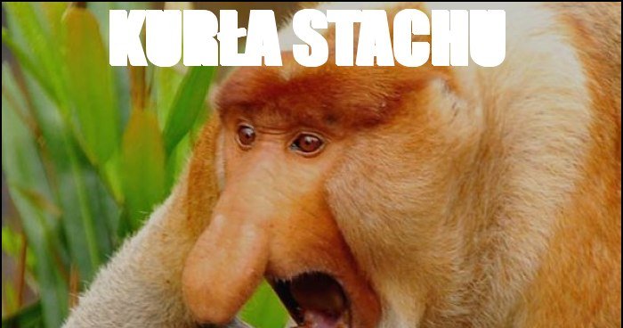 Kurła Stachu memy, gify i śmieszne obrazki facebook, tapety ...