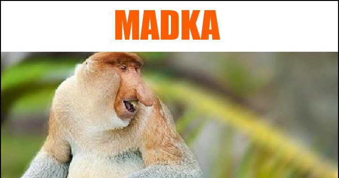 Madka memy, gify i śmieszne obrazki facebook, tapety, demotywatory zdjęcia