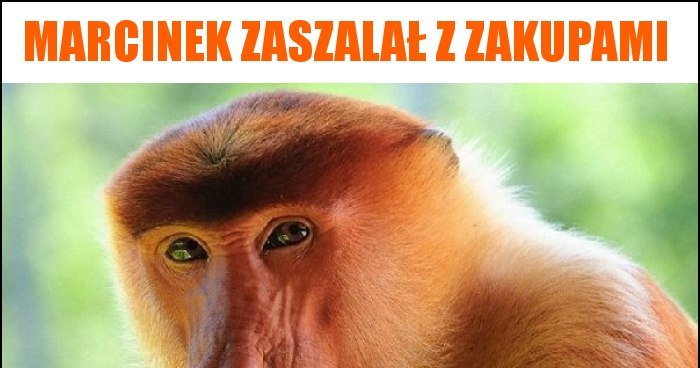 Marcinek zaszalał z zakupami memy, gify i śmieszne obrazki facebook ...