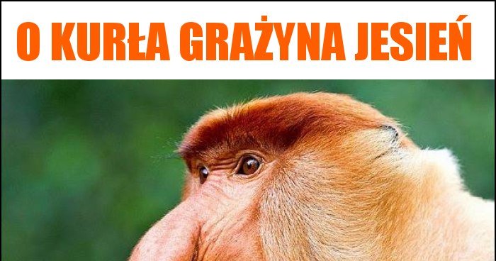 O kurła Grażyna jesień memy, gify i śmieszne obrazki facebook, tapety ...