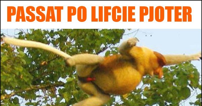 Passat po lifcie Pjoter memy, gify i śmieszne obrazki facebook, tapety ...