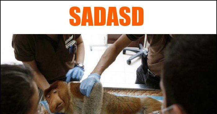 sadasd memy, gify i śmieszne obrazki facebook, tapety, demotywatory zdjęcia