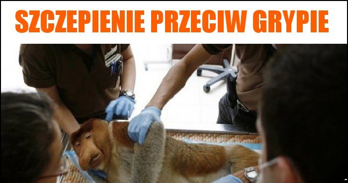 Szczepienie przeciw grypie memy, gify i śmieszne obrazki facebook ...