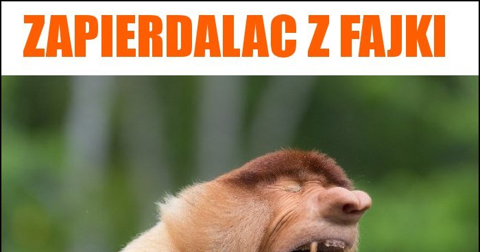 Zapierdalac z fajki memy, gify i śmieszne obrazki facebook, tapety ...