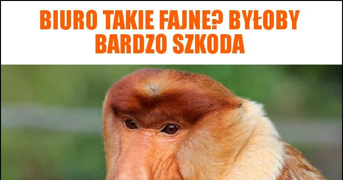 Biuro takie fajne? Byłoby bardzo szkoda memy, gify i śmieszne obrazki ...