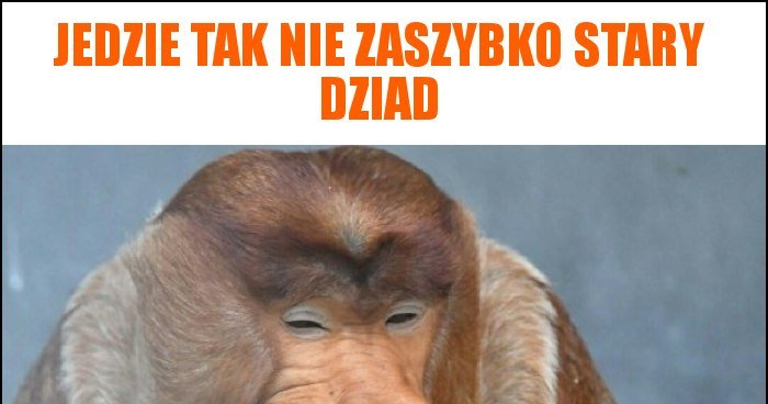 Jedzie tak nie zaszybko stary dziad memy, gify i śmieszne obrazki ...