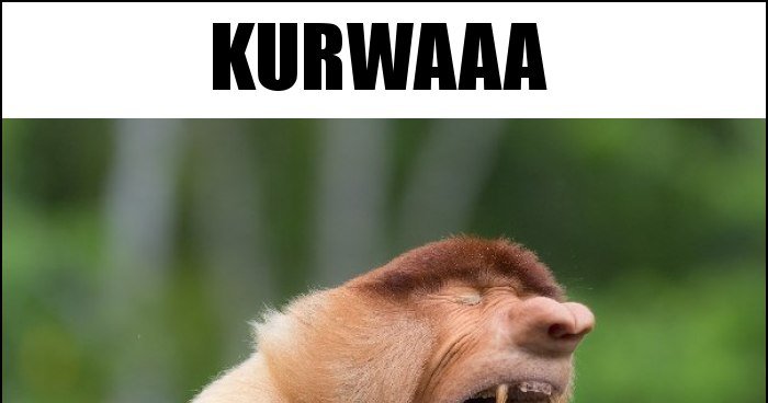 Kurwaaa memy, gify i śmieszne obrazki facebook, tapety, demotywatory ...