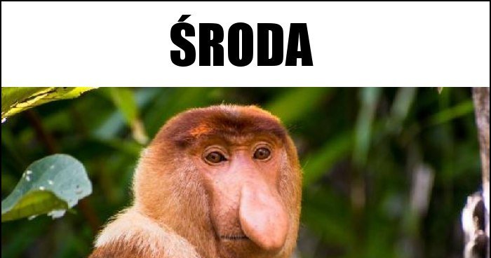 Środa memy, gify i śmieszne obrazki facebook, tapety, demotywatory zdjęcia