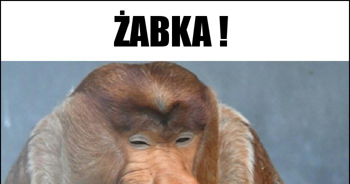 Żabka ! memy, gify i śmieszne obrazki facebook, tapety, demotywatory ...