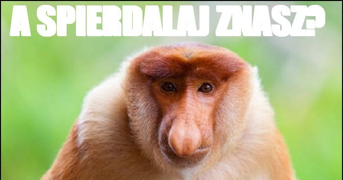 A spierdalaj znasz? memy, gify i śmieszne obrazki facebook, tapety ...
