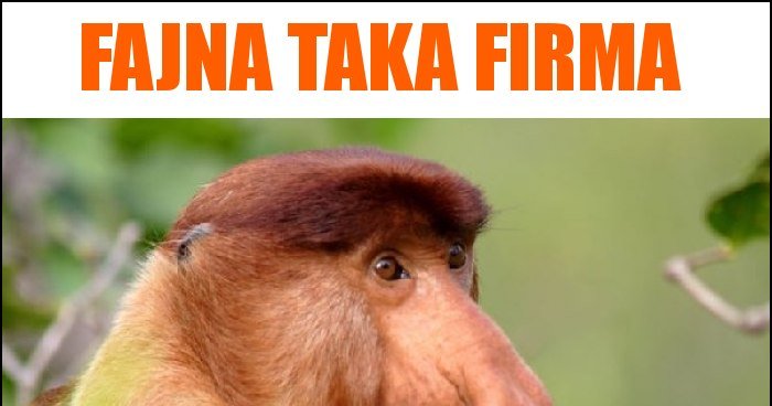 Fajna taka firma memy, gify i śmieszne obrazki facebook, tapety ...