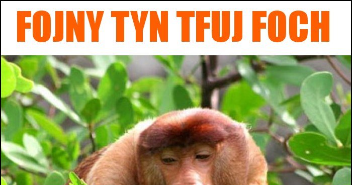 Fojny tyn tfuj foch memy, gify i śmieszne obrazki facebook, tapety ...