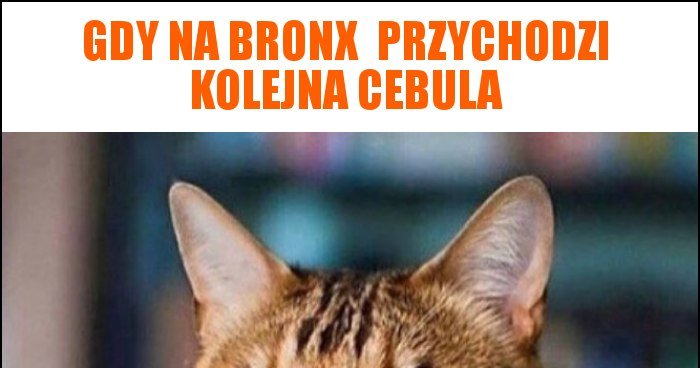 Gdy na Bronx przychodzi kolejna cebula memy, gify i śmieszne obrazki ...