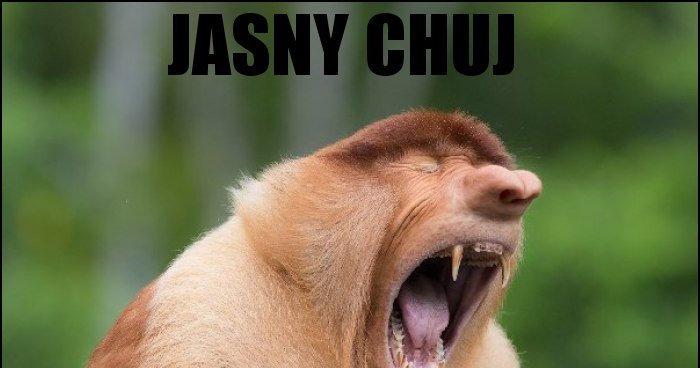JASNY CHUJ memy, gify i śmieszne obrazki facebook, tapety, demotywatory ...