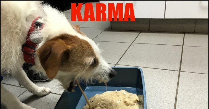 karma memy, gify i śmieszne obrazki facebook, tapety, demotywatory zdjęcia