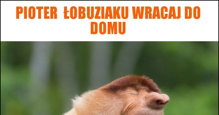 Pioter łobuziaku wracaj do domu memy, gify i śmieszne obrazki facebook ...