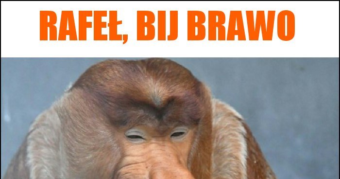 Rafeł, bij brawo memy, gify i śmieszne obrazki facebook, tapety ...