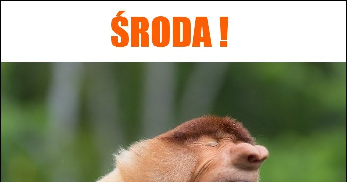 Środa ! memy, gify i śmieszne obrazki facebook, tapety, demotywatory ...