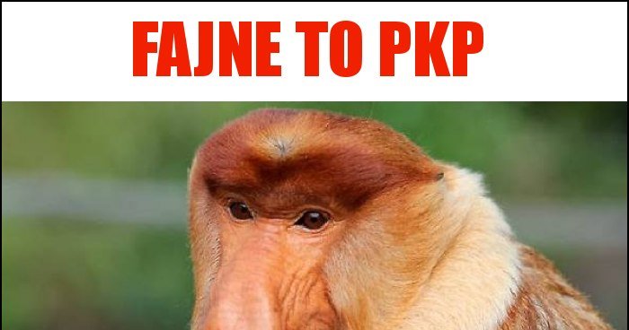 Fajne to PKP memy, gify i śmieszne obrazki facebook, tapety ...