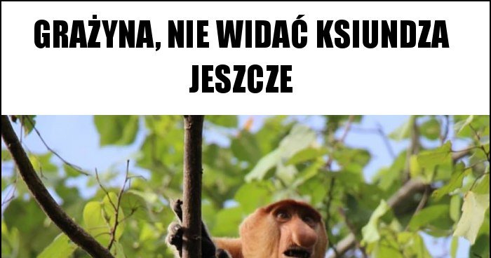 Grażyna, nie widać ksiundza jeszcze memy, gify i śmieszne obrazki ...