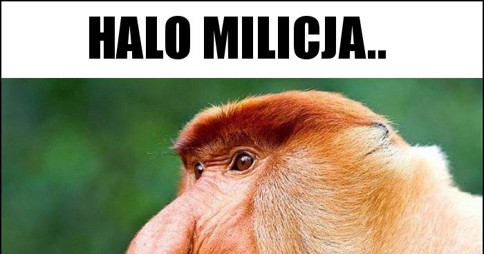 halo milicja.. memy, gify i śmieszne obrazki facebook, tapety ...