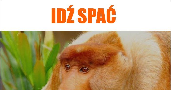 Idź spać memy, gify i śmieszne obrazki facebook, tapety, demotywatory ...