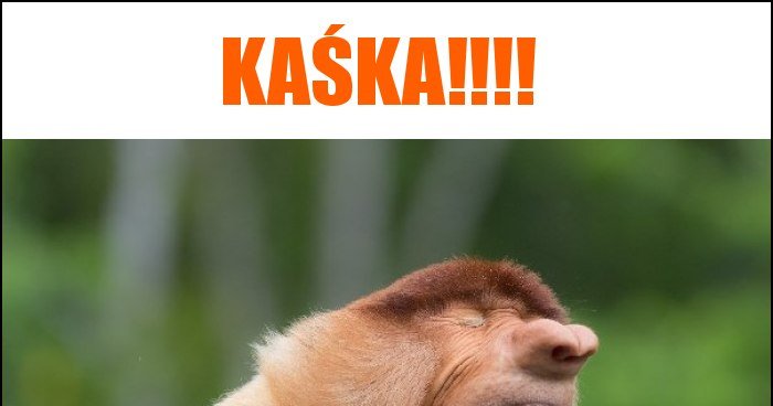 Kaśka!!!! memy, gify i śmieszne obrazki facebook, tapety, demotywatory ...