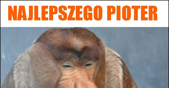 Najlepszego Pioter memy, gify i śmieszne obrazki facebook, tapety ...