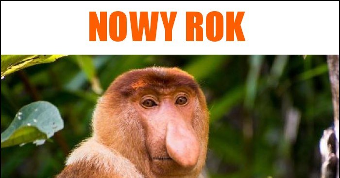 NOWY ROK memy, gify i śmieszne obrazki facebook, tapety, demotywatory ...
