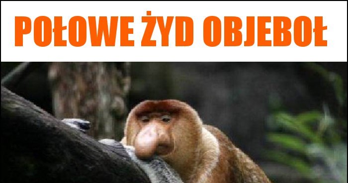 połowe żyd objeboł memy, gify i śmieszne obrazki facebook, tapety ...