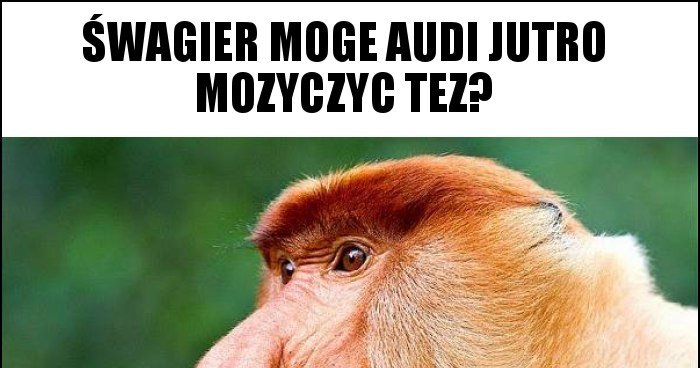ŚWAGIER MOGE AUDI JUTRO MOZYCZYC TEZ? memy, gify i śmieszne obrazki ...