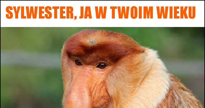 Sylwester, ja w twoim wieku memy, gify i śmieszne obrazki facebook ...