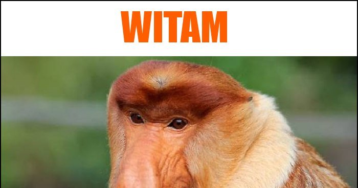 Witam memy, gify i śmieszne obrazki facebook, tapety, demotywatory zdjęcia
