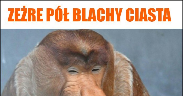 Zeżre pół blachy ciasta memy, gify i śmieszne obrazki facebook, tapety ...