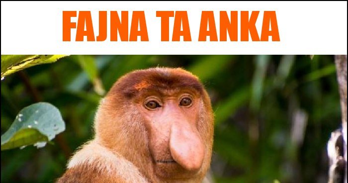 Fajna ta anka memy, gify i śmieszne obrazki facebook, tapety ...