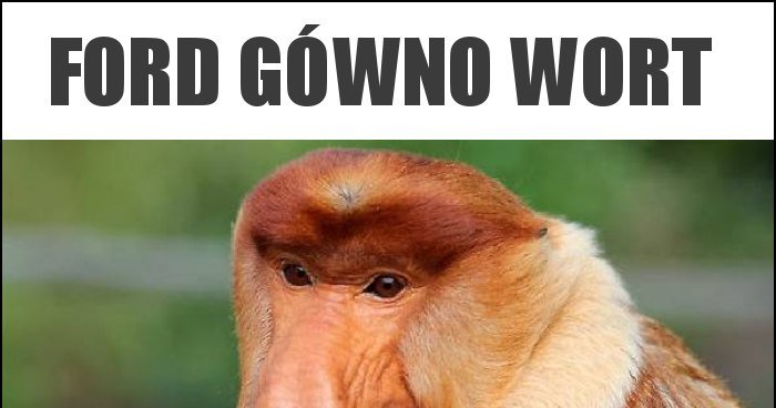 FORD GÓWNO WORT memy, gify i śmieszne obrazki facebook, tapety ...