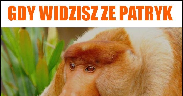 Gdy widzisz ze Patryk memy, gify i śmieszne obrazki facebook, tapety ...