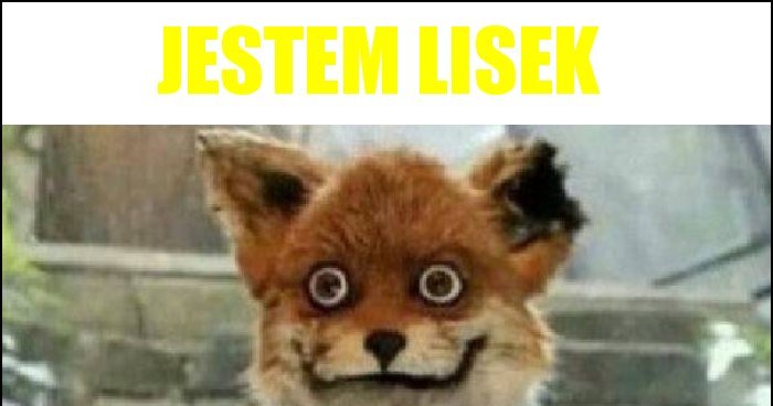 Jestem Lisek memy, gify i śmieszne obrazki facebook, tapety ...