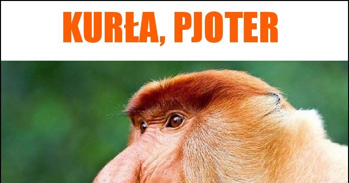Kurła, Pjoter memy, gify i śmieszne obrazki facebook, tapety ...