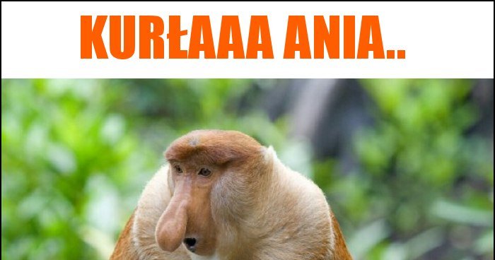 Kurłaaa Ania.. memy, gify i śmieszne obrazki facebook, tapety ...