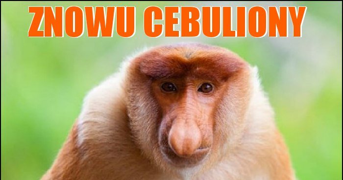 Znowu cebuliony memy, gify i śmieszne obrazki facebook, tapety ...